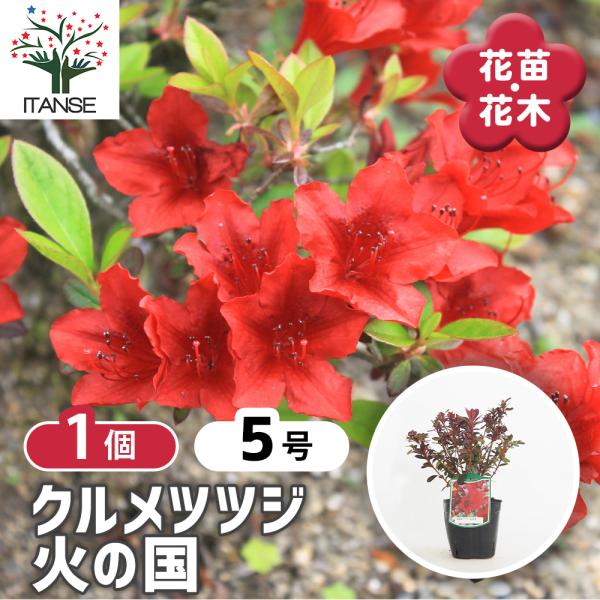 【品種特徴】 躍動感あふれる情熱的でワイルドな濃い赤色の花を咲かせるクルメツツジ。 濃い赤の一重咲き。濃い黒に近い赤花なので、シックな雰囲気があります。 春になると、コンパクトな株を覆い尽くすように小輪の花が一斉に咲き、見事な花付きに。 樹...
