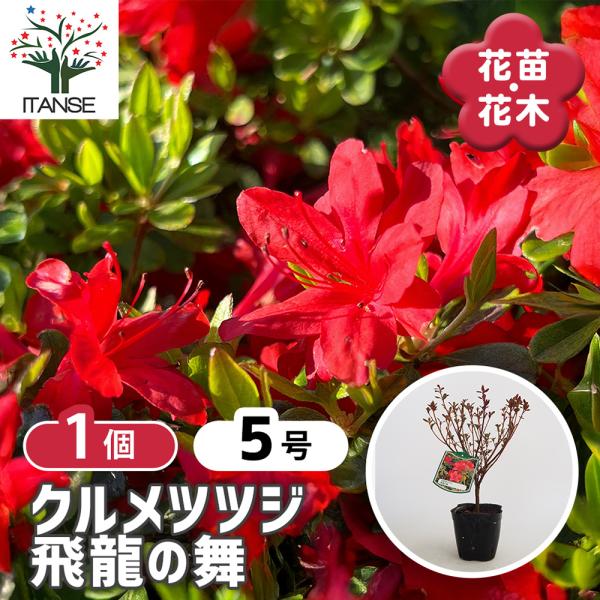 【品種特徴】 龍が天に舞う姿を思わせる、鮮やかで情熱的な赤色の花を咲かせるクルメツツジ「飛龍の舞」。 クルメツツジの中では早く咲き、朱色がかった赤から咲き進むにつれてオレンジ色に変化していきます。 春になると、コンパクトな株を覆い尽くすよう...