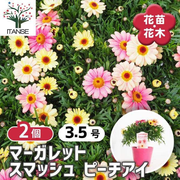 【海外への持出や営利目的の増殖は禁止されています】【品種特徴】「スマッシュ」は、まるでスイーツのような可愛らしい花色が魅力のマーガレットシリーズです。「ピーチアイ」最大の魅力は、咲き進むにつれて花色が変化していくこと。咲き始めはクリーム色、...