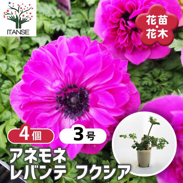 【品種特徴】 「アネモネ レバンテ」シリーズは、八重咲きの大輪品種で、従来の八重咲き品種に比べて軸が太くなっています。 そのため、草丈が40cm程にまで生長して、ボリュームのある切り花を採花できることが特徴のアネモネです。 従来の八重品種よ...