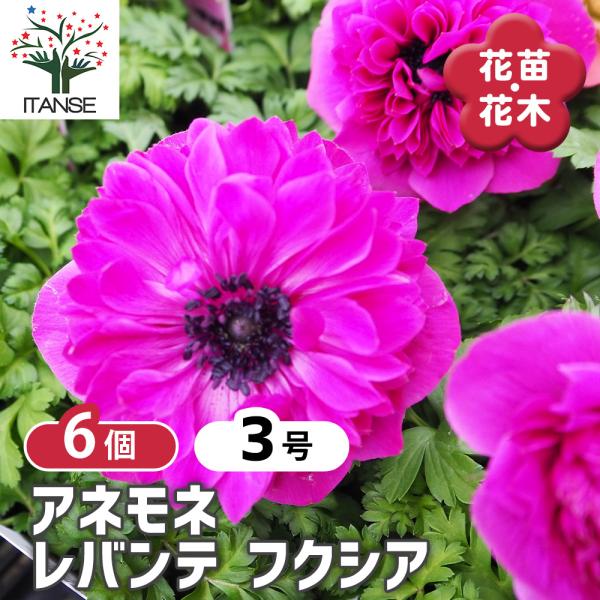 【品種特徴】 「アネモネ レバンテ」シリーズは、八重咲きの大輪品種で、従来の八重咲き品種に比べて軸が太くなっています。 そのため、草丈が40cm程にまで生長して、ボリュームのある切り花を採花できることが特徴のアネモネです。 従来の八重品種よ...