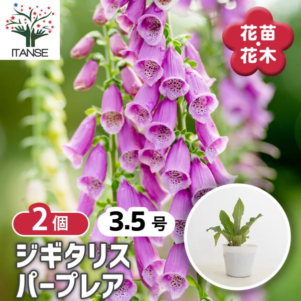 【ジギタリスとは】 ジギタリスは、ベルの形をした花を穂状につける、洋風ガーデンで人気の多年草です。 たくさんの品種が流通しており、品種によって多種多様な花姿が楽しめます。 寒さにとても強いのですが、暑さに弱いので、暖地では風通しの良い半日陰...