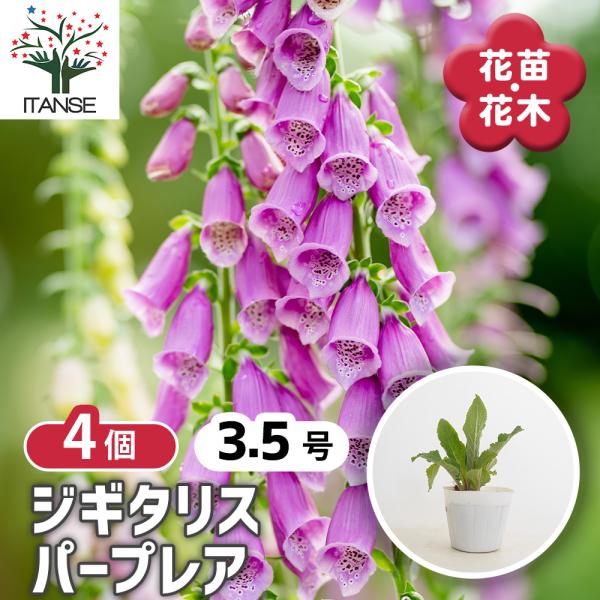 【ジギタリスとは】 ジギタリスは、ベルの形をした花を穂状につける、洋風ガーデンで人気の多年草です。 たくさんの品種が流通しており、品種によって多種多様な花姿が楽しめます。 寒さにとても強いのですが、暑さに弱いので、暖地では風通しの良い半日陰...