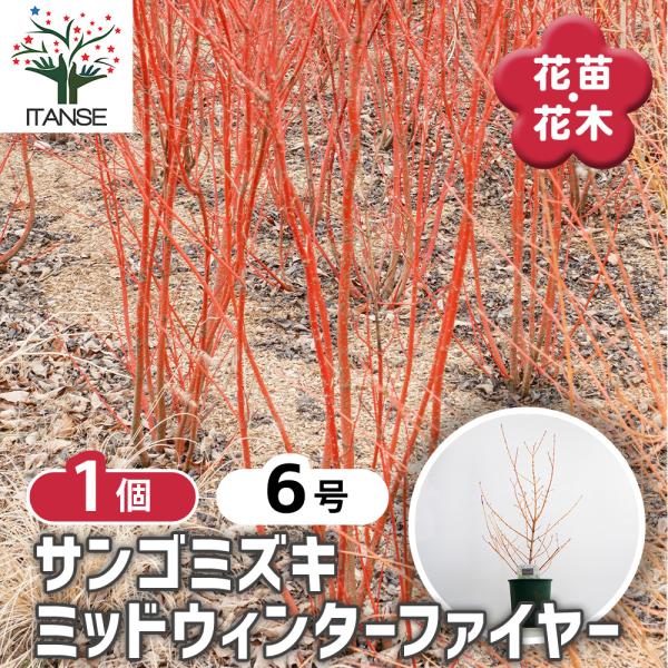 【品種特徴】 ミッドウィンターファイヤーは、枝が特徴的で、秋から冬にかけて木肌が色づき、枝先がコーラルオレンジで、株元に向けて黄色みが増すグラデーションがきれいな品種です。 冬のカラーステム樹木として注目されています。 また、枝が曲げやすい...