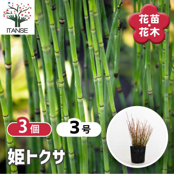 【品種特徴】 一般的なトクサをそのまま小さくしたような、可愛らしい草姿が魅力の植物です。 すっと縦に伸びる緑の茎には、トクサ特有の節があり、まるでミニチュアの竹林のような風情を醸し出します。 和のイメージが強いですが、そのシンプルで直線的な...
