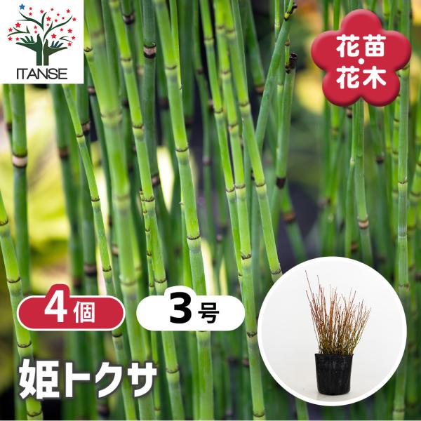 【品種特徴】 一般的なトクサをそのまま小さくしたような、可愛らしい草姿が魅力の植物です。 すっと縦に伸びる緑の茎には、トクサ特有の節があり、まるでミニチュアの竹林のような風情を醸し出します。 和のイメージが強いですが、そのシンプルで直線的な...