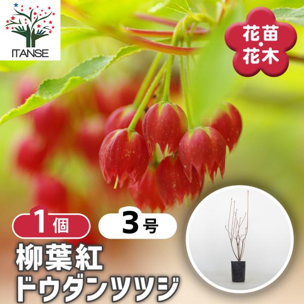 【品種特徴】 ベニドウダンツツジの園芸品種で、柳の葉のように細長い葉を持つことから「柳葉」の名が付きました。 釣鐘状のかわいらしい花は、吸い込まれるような深く美しい紅色。 シックで気品のある花姿は、見る人の心を惹きつけます。 春の花だけでな...