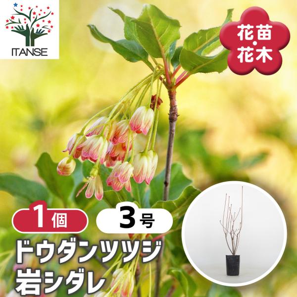 【品種特徴】一般的な白い花のドウダンツツジとは一味違う、かわいらしい園芸品種です。すずらんにも似たクリーム色の釣鐘状の花は、鮮やかなピンク色が縁取ります。その姿はまるで小さなランプシェードのようで、情緒ある雰囲気を演出します。春の花だけでな...