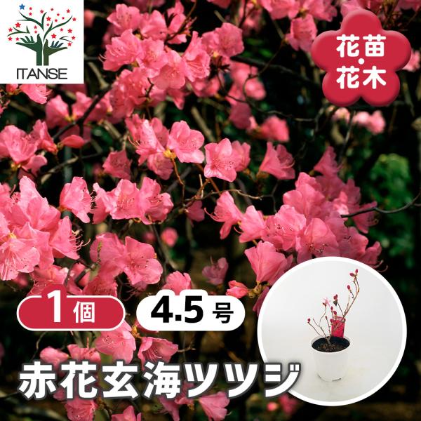 【品種特徴】九州の玄界灘沿岸に自生することから名付けられた「玄海ツツジ」。玄海ツツジのなかでも、赤色の花を咲かせる品種です。鮮烈な花色は、まだ冬の気配が残るお庭にぱっと火を灯すように、春の訪れを告げてくれます。性質は非常に強健で耐寒性も強く...