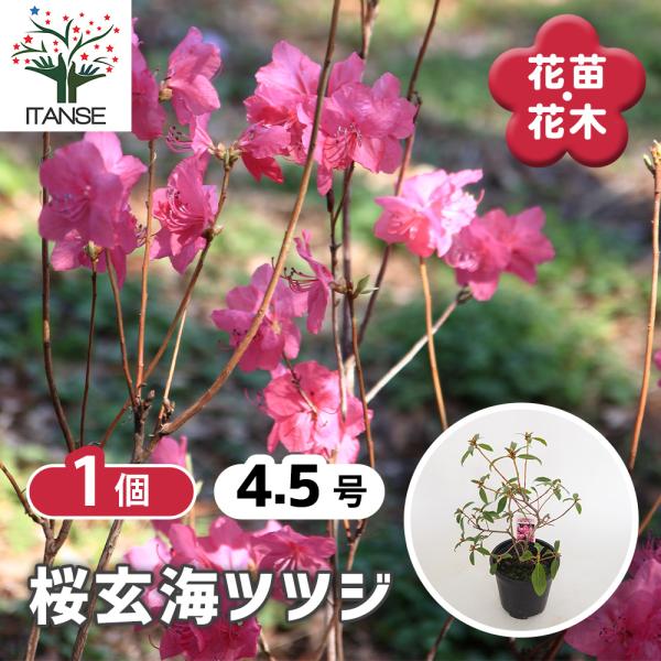 【品種特徴】 九州の玄界灘沿岸に自生することから名付けられた「玄海ツツジ」。 玄海ツツジのなかでも、特に人気の高い品種で、葉裏や枝に毛があるのが特徴です。 その名の通り、まるで桜の花を思わせるような、優しく柔らかなピンク色の花を咲かせます。...