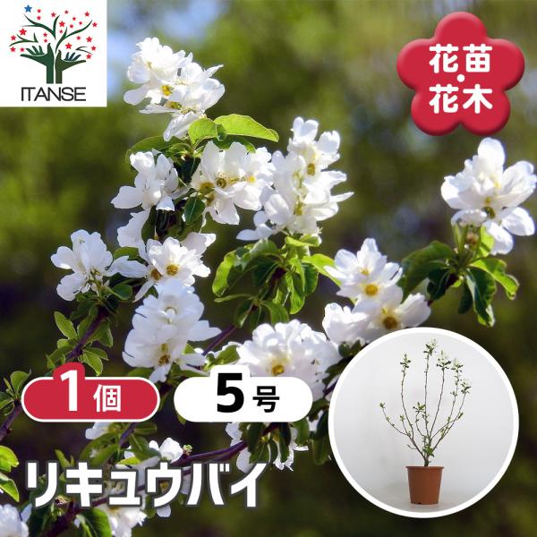 【品種特徴】春になると、しなやかに伸びるアーチ状の枝に、ウメやサクラによく似た純白の美しい花をびっしりと咲かせます。5枚の白い花びらの中央に黄緑色のしべが集まる姿は、まさに清楚という言葉がぴったり。その美しさから、古くから茶花としても愛され...