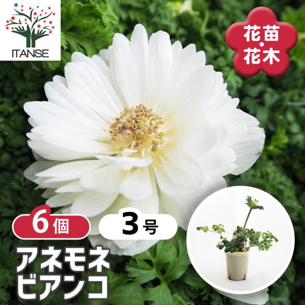 【品種特徴】 「アネモネ レバンテ」シリーズは、八重咲きの大輪品種で、従来の八重咲き品種に比べて軸が太くなっています。 そのため、草丈が30〜40cm程にまで生長して、ボリュームのある切り花を採花できることが特徴のアネモネです。 従来の八重...