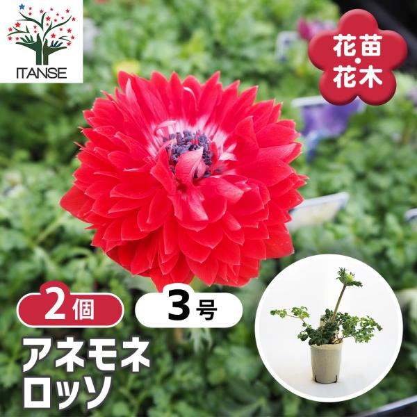 【品種特徴】 「アネモネ レバンテ」シリーズは、八重咲きの大輪品種で、従来の八重咲き品種に比べて軸が太くなっています。 そのため、草丈が30〜40cm程にまで生長して、ボリュームのある切り花を採花できることが特徴のアネモネです。 従来の八重...