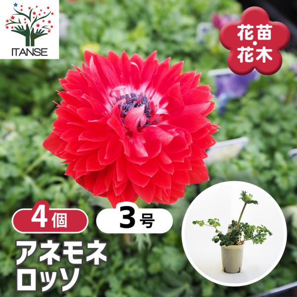 【品種特徴】 「アネモネ レバンテ」シリーズは、八重咲きの大輪品種で、従来の八重咲き品種に比べて軸が太くなっています。 そのため、草丈が30〜40cm程にまで生長して、ボリュームのある切り花を採花できることが特徴のアネモネです。 従来の八重...