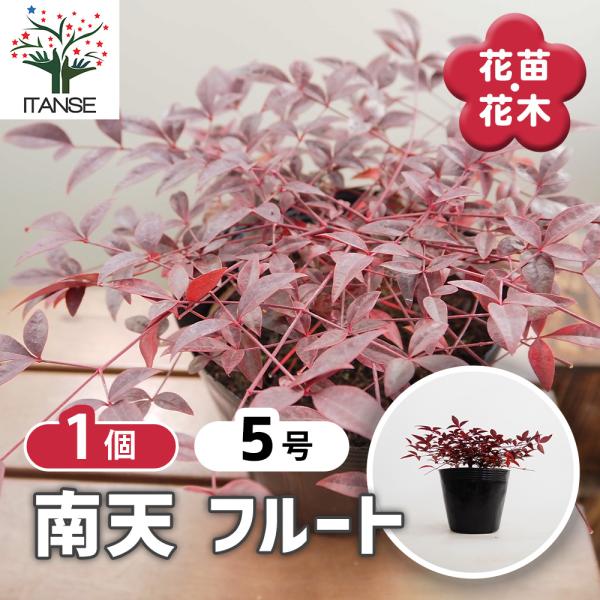 【PVP登録品種 第25412号/海外への持出は禁止されています】 【品種特徴】 従来の南天のイメージを覆す、非常にコンパクトな最新品種です。 最大の魅力は、季節ごとに移り変わる美しい葉色。春の芽吹きは鮮やかなワインレッドで、夏には涼しげな...