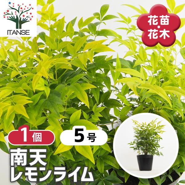 【PVP登録品種 第25413号/海外への持出は禁止されています】 【品種特徴】 従来の南天のイメージを覆す、鮮やかなライムグリーンの葉が魅力の最新品種です。 春の芽吹きは特に明るいライムイエローで、夏にかけて爽やかな葉色となり、一年を通し...