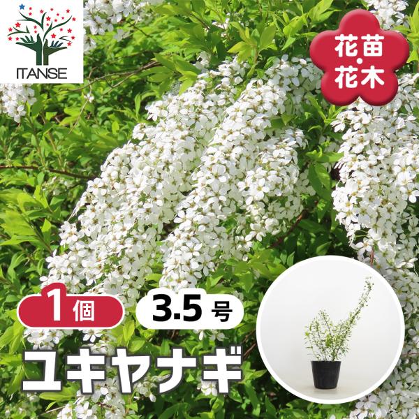 【品種特徴】純白の小さな花を枝いっぱいに咲かせる、春の代表的な花木です。細くしなやかな枝が、ゆるやかな弧を描いて伸びる、優雅な樹形が魅力。風にそよぐ姿は大変美しく、風情があります。秋には葉がオレンジ色に美しく紅葉し、春の花から秋の紅葉まで長...