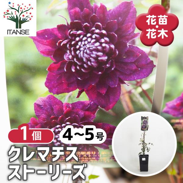 【PVP登録品種/海外への持出や営利目的の増殖は禁止されています】 【品種特徴】 落ち着いた色合いが人気の、中〜大輪花を咲かせるフロリダ系の品種です。 節々に次々と花をつけ、開花期間が長く観賞性に優れています。 鉢植えにも庭植えにも使いやす...