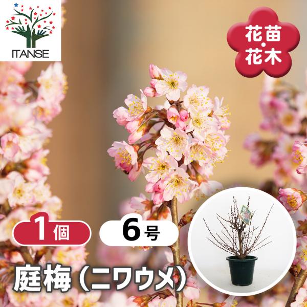 【品種特徴】 庭で手軽にウメのような花が楽しめることから名付けられた花木。 春、葉が芽吹く前に、びっしりとついた蕾が一斉に開き、枝を覆うように淡いピンク色の一重花を咲かせます。 その姿はまるでサクラのようでもあり、春の訪れを告げるにふさわし...