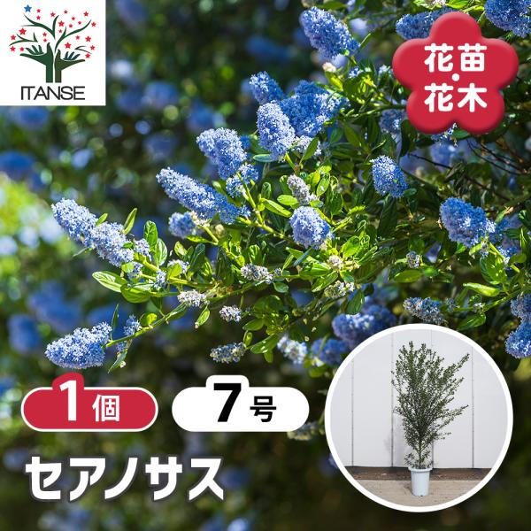 【品種特徴】 「カリフォルニアライラック」の愛称で知られる、美しい花木。 最大の特徴は、初夏に咲くその圧倒的な花色。 まるでインクを溶かしたかのような、息をのむほど鮮やかなブルーの花が株全体を覆うように咲き誇ります。 ライラックのような円錐...