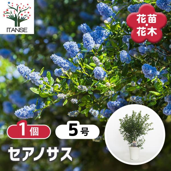 【品種特徴】 「カリフォルニアライラック」の愛称で知られる、美しい花木。 最大の特徴は、初夏に咲くその圧倒的な花色。 まるでインクを溶かしたかのような、息をのむほど鮮やかなブルーの花が株全体を覆うように咲き誇ります。 ライラックのような円錐...