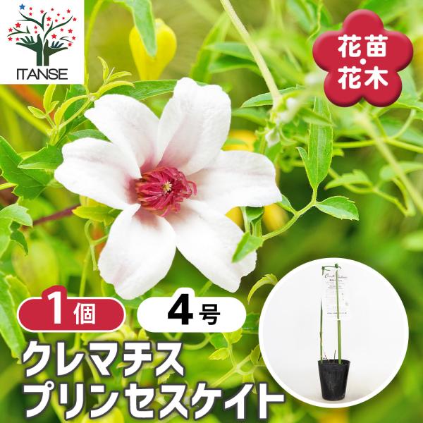 【PVP登録品種 第24942号/海外への持出や営利目的の増殖は禁止されています】【品種特徴】白地に、外側と中心部が鮮やかなローズピンクに染まるコントラストが非常に美しいクレマチスです。上品なチューリップ咲き(ベル型)の花はやや下向きに咲き...