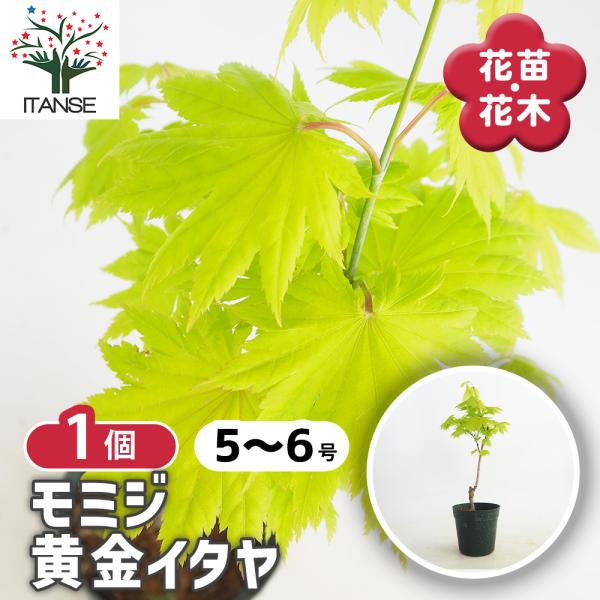 【品種特徴】イタヤカエデの黄金葉品種で、一年を通して葉色の変化が楽しめます。春の芽吹きは明るいライムグリーンで、夏にかけて葉色がさらに鮮やかになります。秋には美しい黄色からオレンジ色に染まり、庭を明るく彩ります。葉はカエデらしい切れ込みの浅...