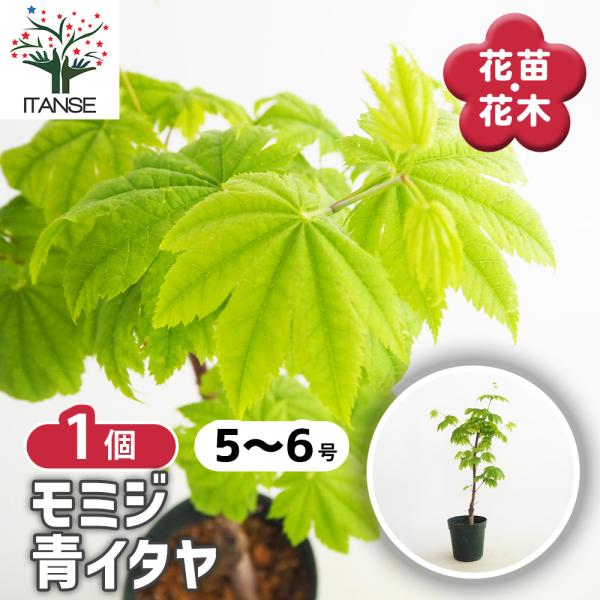 【品種特徴】イタヤカエデの基本種で、爽やかな葉色が特徴です。春の芽吹きは明るい黄緑色で、夏には清涼感のある緑色に変化します。秋には赤や橙色の美しい紅葉が楽しめ、季節の移ろいを感じさせてくれます。葉はカエデらしい切れ込みの浅い大きな形で、自然...