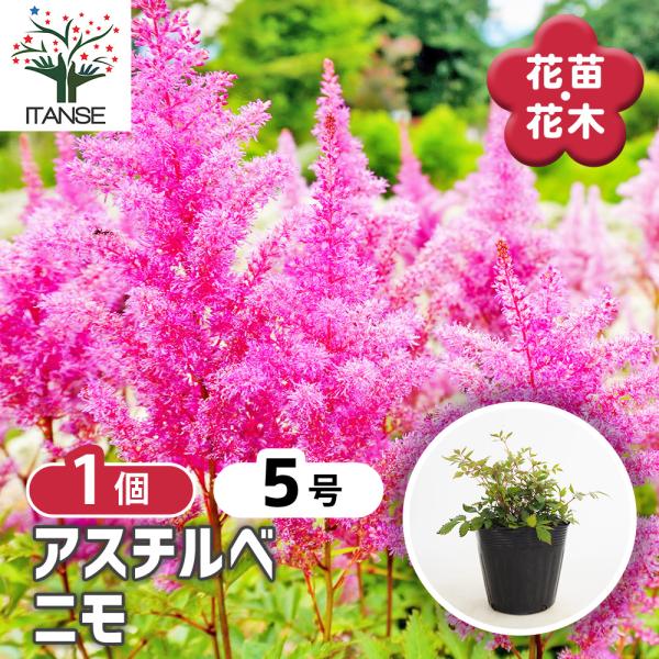 【品種特徴】日陰のお庭を明るく彩る、シェードガーデンの代表的な宿根草。初夏に咲く、ふわふわとした羽毛のような花穂が特徴です。「ニモ」は、ひときわ目を引く鮮やかなローズピンク色の花を咲かせる、ボリューム満点の品種。切れ込みのある美しい葉は、カ...