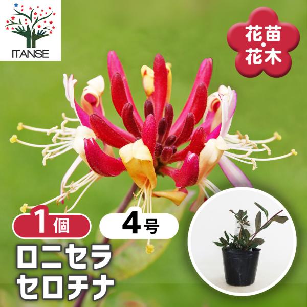 【品種特徴】外側が赤みがかった濃いピンク色、内側がクリーム色という、コントラストが美しいロニセラ(ハニーサックル)です。甘く豊かな芳香があり、夏の夜には特に強く香ります。開花期間が長く、初夏から秋まで繰り返し花を咲かせます。つる性で生育旺盛...