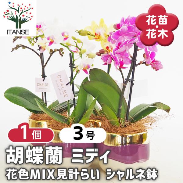 ★花色・鉢色のご指定は承れません。ご了承ください。【品種特徴】ミディ胡蝶蘭の品種・花色MIXです。椎名洋ラン園さんのオリジナル陶器鉢「シャルネ鉢」3色の重なりがとても魅力的な綺麗な鉢です。小柄なのでお部屋でも育てることができます【検索キーワ...