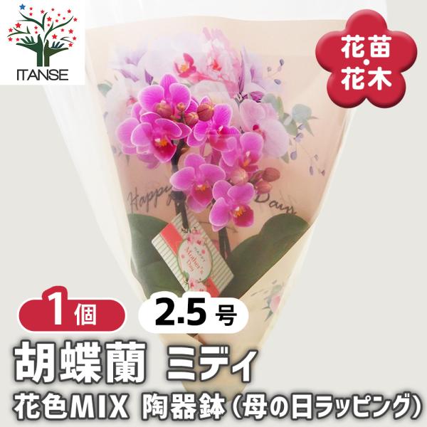 ★花色・鉢色のご指定は承れません。ご了承ください。【品種特徴】ミディ胡蝶蘭の品種・花色MIXです。母の日仕様のラッピングがされている状態です。小柄なのでお部屋でも育てることができます【検索キーワード】胡蝶蘭 ミディ MIX 陶器鉢 母の日 ...