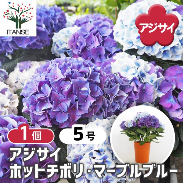 【品種特徴】花持ちが良く、色の変化が美しいアジサイです。咲き始めから咲き終わりまで、花色が劇的に変化していきます。白い花びらの縁がブルーに染まる爽やかな覆輪咲きから始まり、最後には美しいパープルへ変化。そのため、一株の中に様々な色の段階の花...