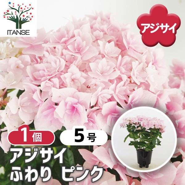 【品種特徴】さくらシリーズの「ふわり」のピンク花バージョンです。ふんわりとした優しいピンク色の八重咲きで、ボリュームのある手まり状の花房になります。桜の花びらを思わせるような、可憐で上品な雰囲気が魅力です。ジャパンフラワーセレクション201...