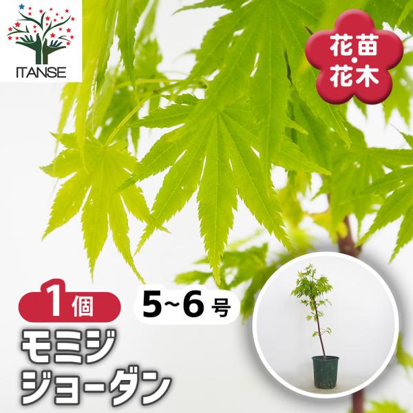 【品種特徴】 一年を通して葉色の変化が楽しめる、大変美しい園芸品種のモミジ。 春の芽吹きは鮮やかな黄金色で、徐々に明るいライムグリーンへと変化します。 夏になってもその美しい葉色を保ち、一般的な黄金葉の品種に比べて葉焼けしにくいのが大きな特...