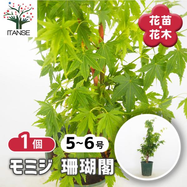 【品種特徴】 落葉後に、幹や枝が鮮やかな珊瑚色(赤色)に染まる、大変ユニークなモミジ。 冬の庭でひときわ目を引くサンゴのような赤い幹は、雪景色にもよく映え、幻想的な雰囲気を醸し出します。 春の芽吹きは明るい黄緑色、夏は爽やかな緑葉、秋には黄...