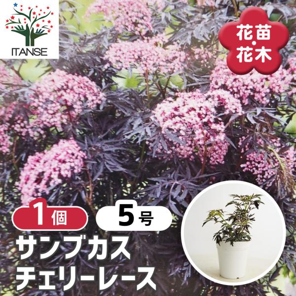 【PVP登録出願中/海外への持出や営利目的の増殖は禁止されています】【品種特徴】深く切れ込みの入った、チェリーレッドの美しい葉が魅力のセイヨウニワトコ。カラーリーフとして、年間を通してシックで印象的な庭を演出します。初夏には、葉色と対照的な...