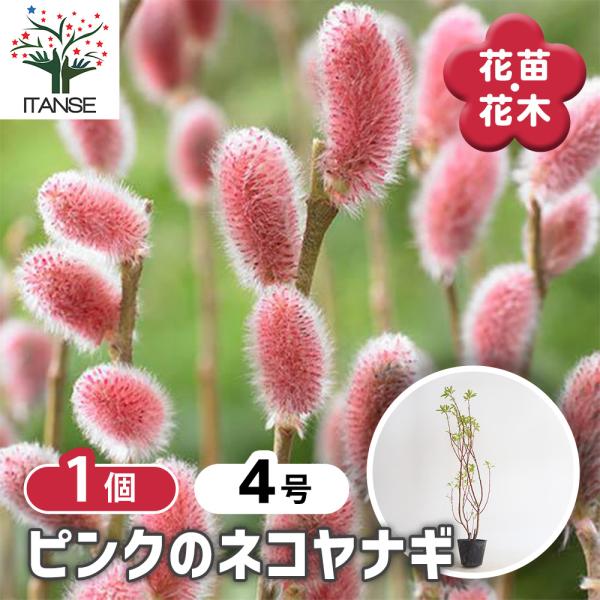 【品種特徴】ピンクネコヤナギは、モフモフとしたピンク色の花穂が特徴的な品種です。開花が終わると、ピンク色から黄緑色に変化します。モフモフした花穂は、さわり心地がとっても良いです【検索キーワード】ピンクのネコヤナギ ネコヤナギ 猫柳 綿毛 猫...