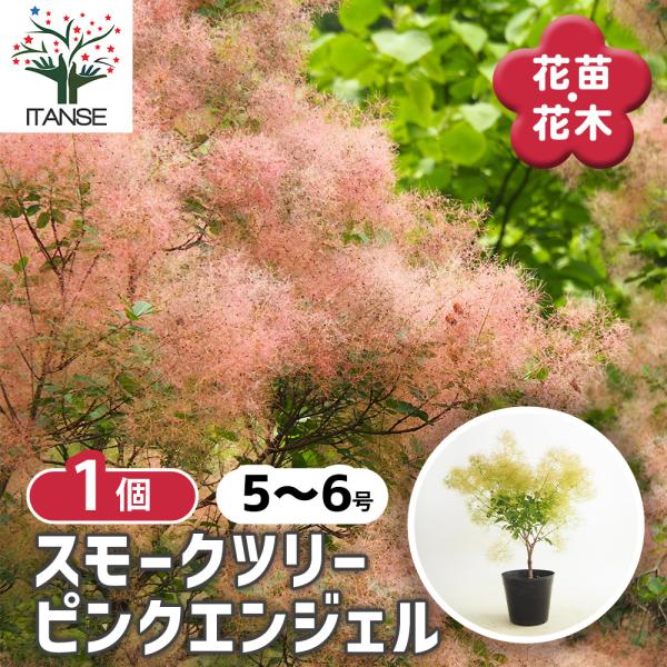 【品種特徴】 ピンクエンジェルは淡いグリーンからピンク色へと花色が変化する品です。 かわいらしい見た目が魅力のスモークツリーです。 早生品種で、葉も小さくコンパクトなので狭い場所や鉢植えにも向きます。 最終樹高は2ｍを超えますが、剪定で抑え...