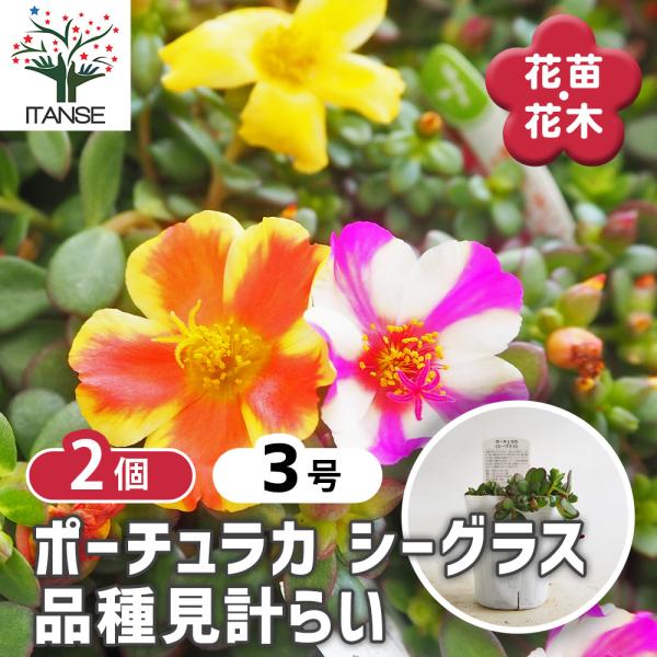 ※ご注意ください※ 色ミックスでのお届けとなります。花色のご指定はできません。 可能な限り、色が偏らないように出荷致しますが、在庫数が少ない場合は、その限りではありません。 出荷時期により、花の無い葉だけの状態での出荷となります。【検索キー...