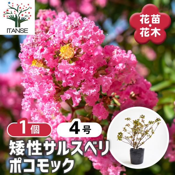 【品種特徴】 ポコモックは、樹高が大きくならず、こんもりとコンパクトにまとまる矮性のサルスベリです。 従来のサルスベリのように高木にならないため、鉢植えやコンテナ、花壇の前景など、省スペースで楽しむことができます。 夏の間、鮮やかなピンク色...