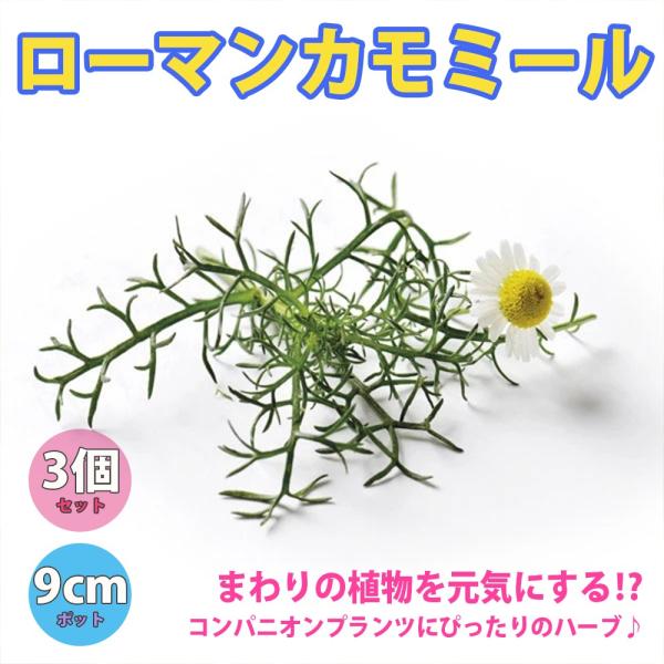 「植物の医者」とも呼ばれるように、ローマンカモミールはまわりの植物を元気にするといわれます。このため、コンパニオンプランツとして花壇や菜園に植えられることもあります。耐寒性はありますが、日本の高温多湿の夏には弱いため、夏越しには工夫が必要と...