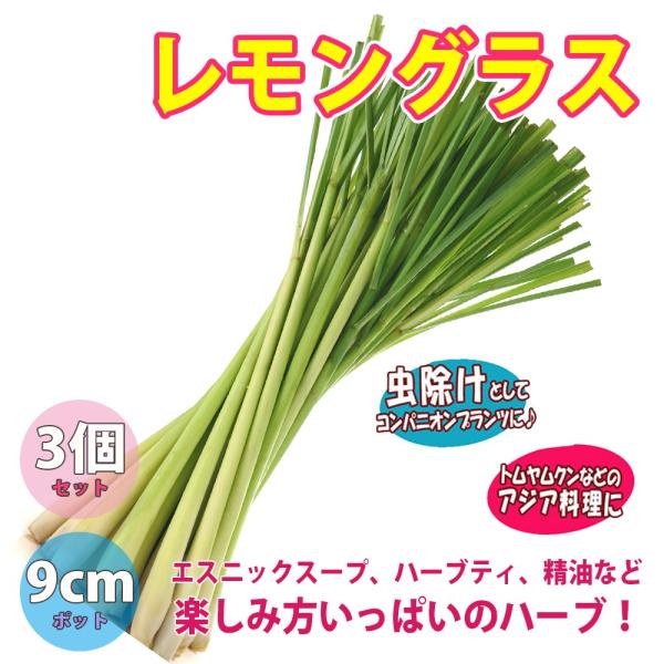 アジア料理およびカリブ料理でよく使用され、タイのスープ・トムヤムクンなどの料理の香り付けに用いられたり、ハーブティーとして利用できます。水蒸気蒸留法で得られる精油は、食品や飲料、香水に利用されています。レモンの香味成分であるシトラールを含有...
