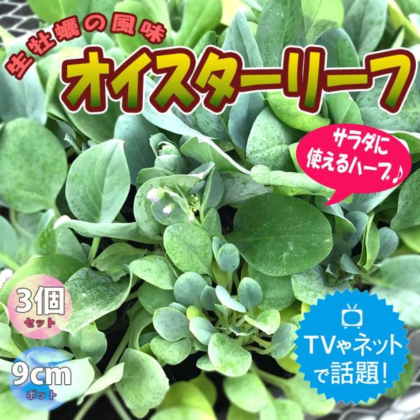 【葉を食べると生牡蠣のようなゴージャスな風味】北ヨーロッパからカナダの海岸部などが自生地で、シルバーグリーンの葉を食べると、生牡蠣かアンチョビのような一度食べたら忘れられない濃厚で不思議な味がします。ムラサキ科　ハマベンケイソウ属 耐寒性多...