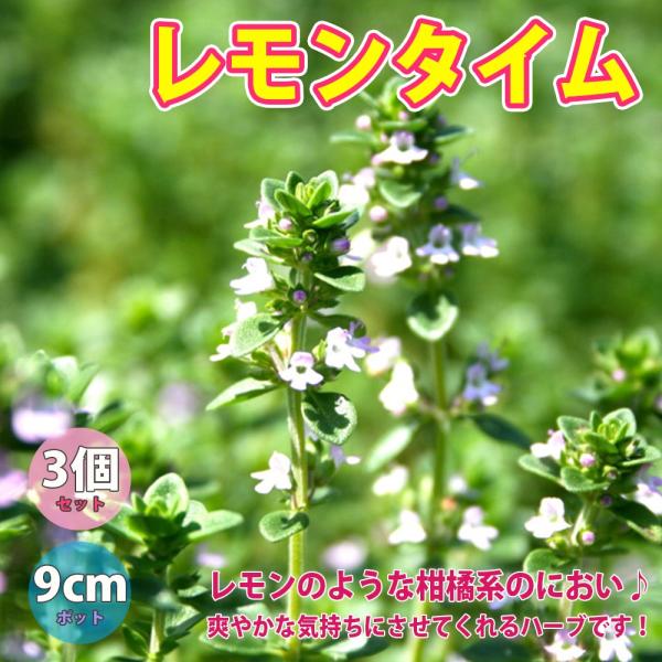 レモンに似た柑橘系の独特の香りと風味があります。「ブロードリーフタイム」と「コモンタイム」との種間交雑種です。水はけの良い土と風通りの良い所で育ててください。寒さにはとても強いですが、夏の高温多湿を嫌います。夏に蒸れる事が多いので、枝をすく...