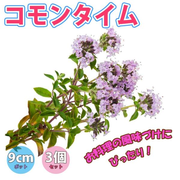 「タイム」というと、一般的にはコモンタイムの事をいいます。コモンタイムは魚介・肉料理の風味付けなどの香辛料としてもよく使われます。丈夫なハーブで、無農薬でも簡単に育てられるのでおすすめです。タイムは古代から使われてきたハーブで、エジプトでは...