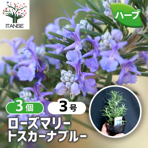 シソ科常緑性低木学名：Rosmarinus officinalis 'Tuscan Blue'開花時期: 6〜7月、12〜2月草丈: 60〜120cm(剪定により調整可)イタリア原産の香りの良い、特に料理用に適した品種。強健種で、花は淡い青...