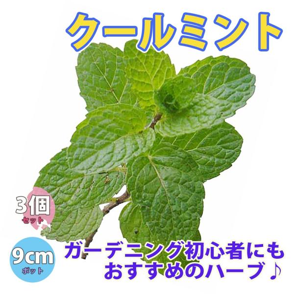 ハッカの香りでなじみ深いハーブ。世界中で一番多く利用されているハーブと言われています。ガーデニング初心者でも簡単に育てることができます。ミントの種類はいろいろ！おすすめ使い方も！ちょっとだけミントの香りを付けたい時にミント水として使うのもお...