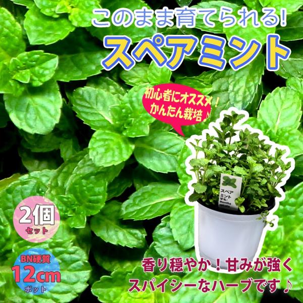 ミントの中でも、ペパーミントと並び、代表的な品種です。ペパーミントと比べると、葉が少しモコモコした手触りで艶がありません。香りが穏やかで甘みが強いのが特徴です。鎮静作用に優れます。学名のMenthaは、ラテン語で「思考」を意味するmente...