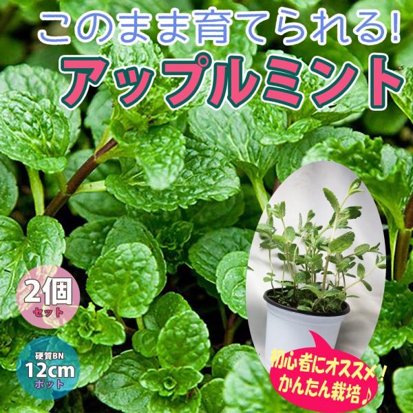 シソ科ハッカ属 多年草学名：Mentha suaveolens.流通名：アップルミント、丸葉ハッカ英名：Apple mint. Round leaved mint.原産地：ヨーロッパ西部〜南部、西アジア開花期：6〜8月花の色：白、薄ピンク草...